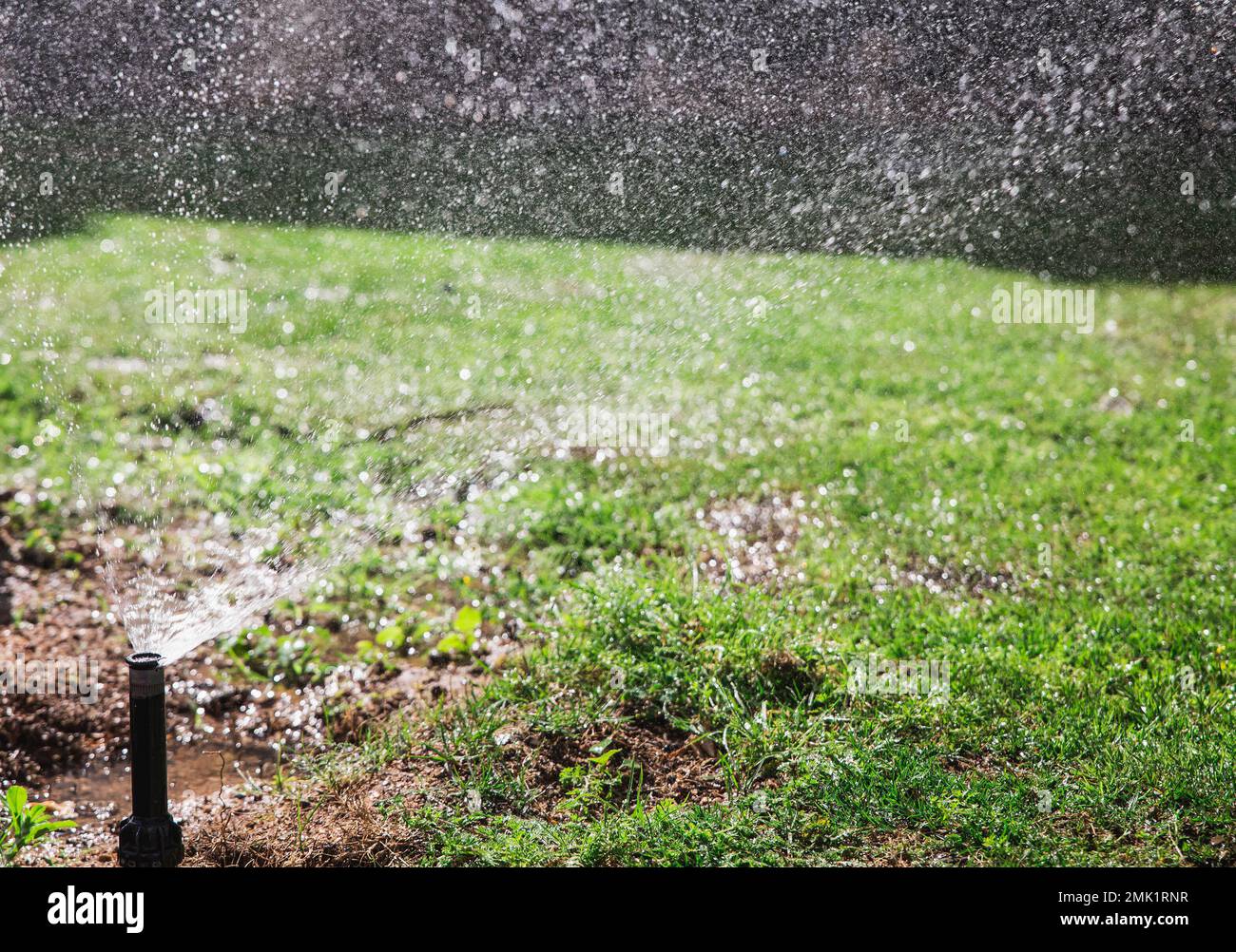Automatic garden lawn sprinkler in action watering grass Stock Photo ...