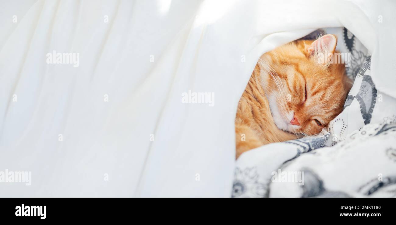Cute ginger cat is sleeping under blanket. Fluffy pet has a nap in ...