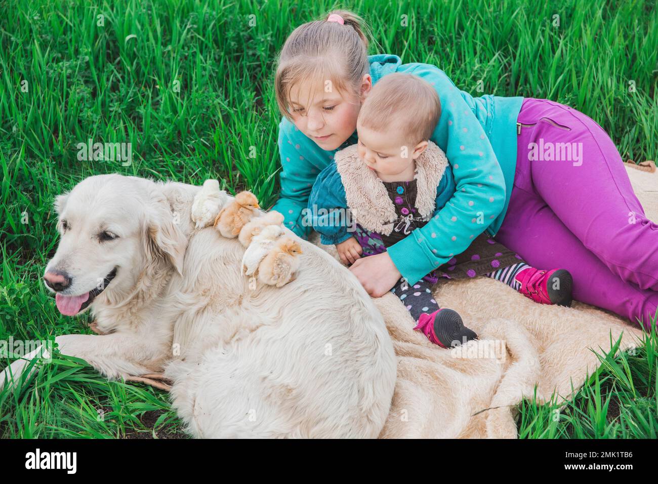Are Golden Retrievers Good With Chickens