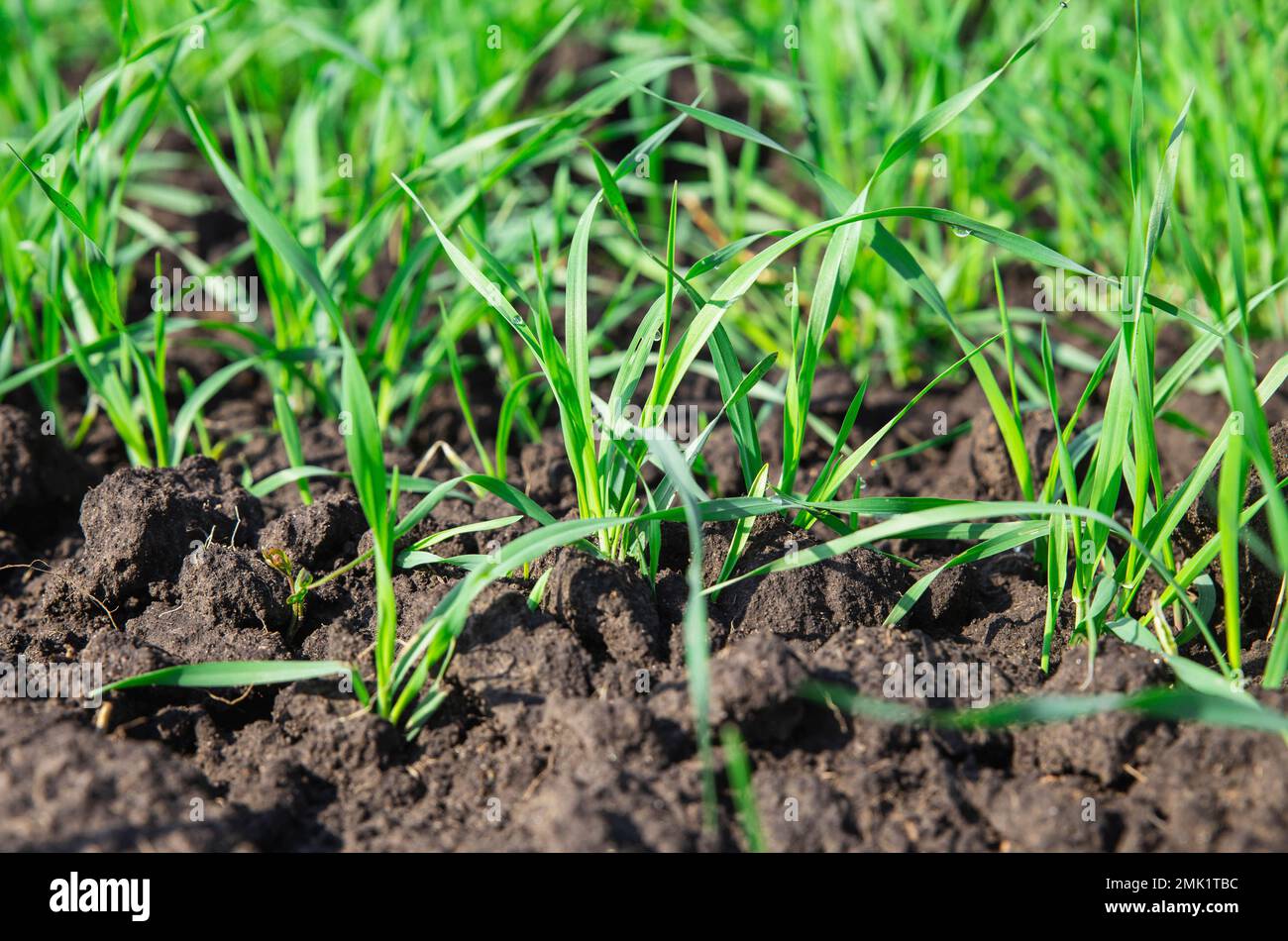 Damp ground hi-res stock photography and images - Alamy