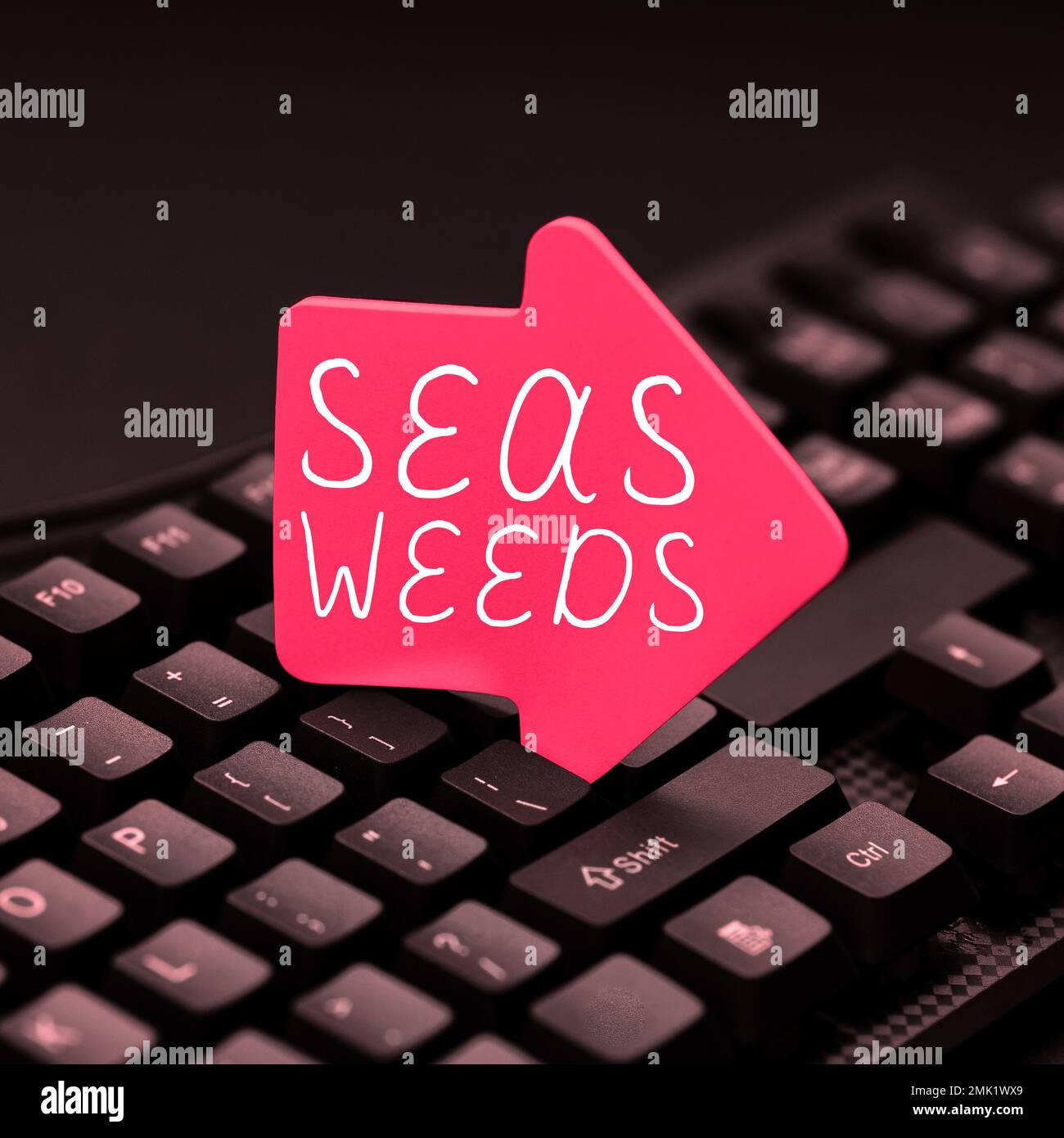 Conceptual caption Sea Weeds. Internet Concept Large algae growing in ... Conceptual caption Sea Weeds. Internet Concept Large algae growing in ...