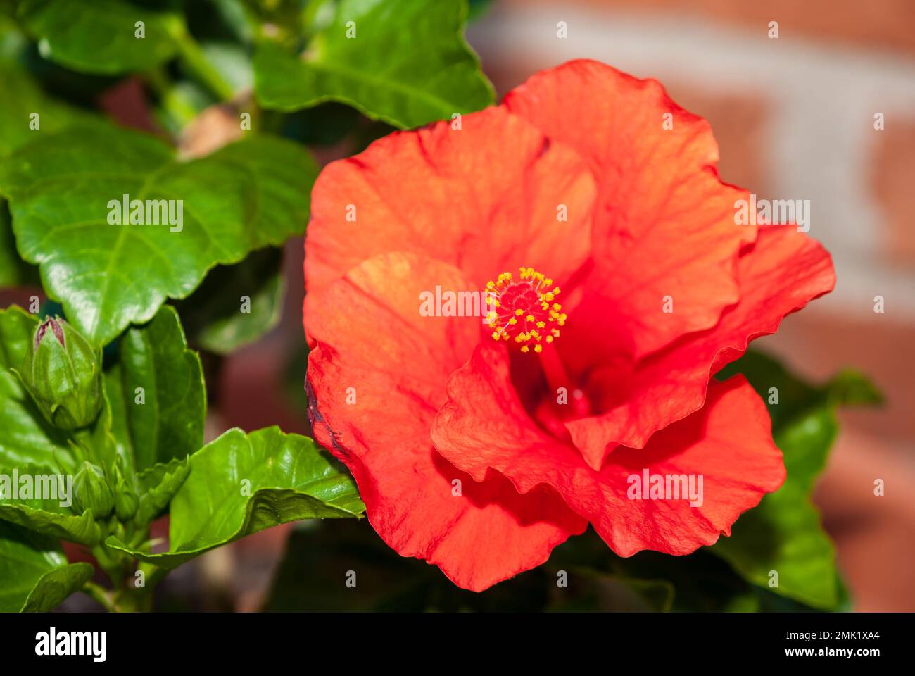 Hibiscus hibiscus sp hi-res stock photography and images - Alamy