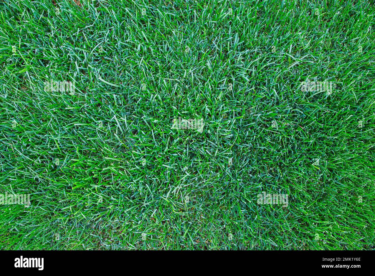 Flat football on grass hi-res stock photography and images - Alamy