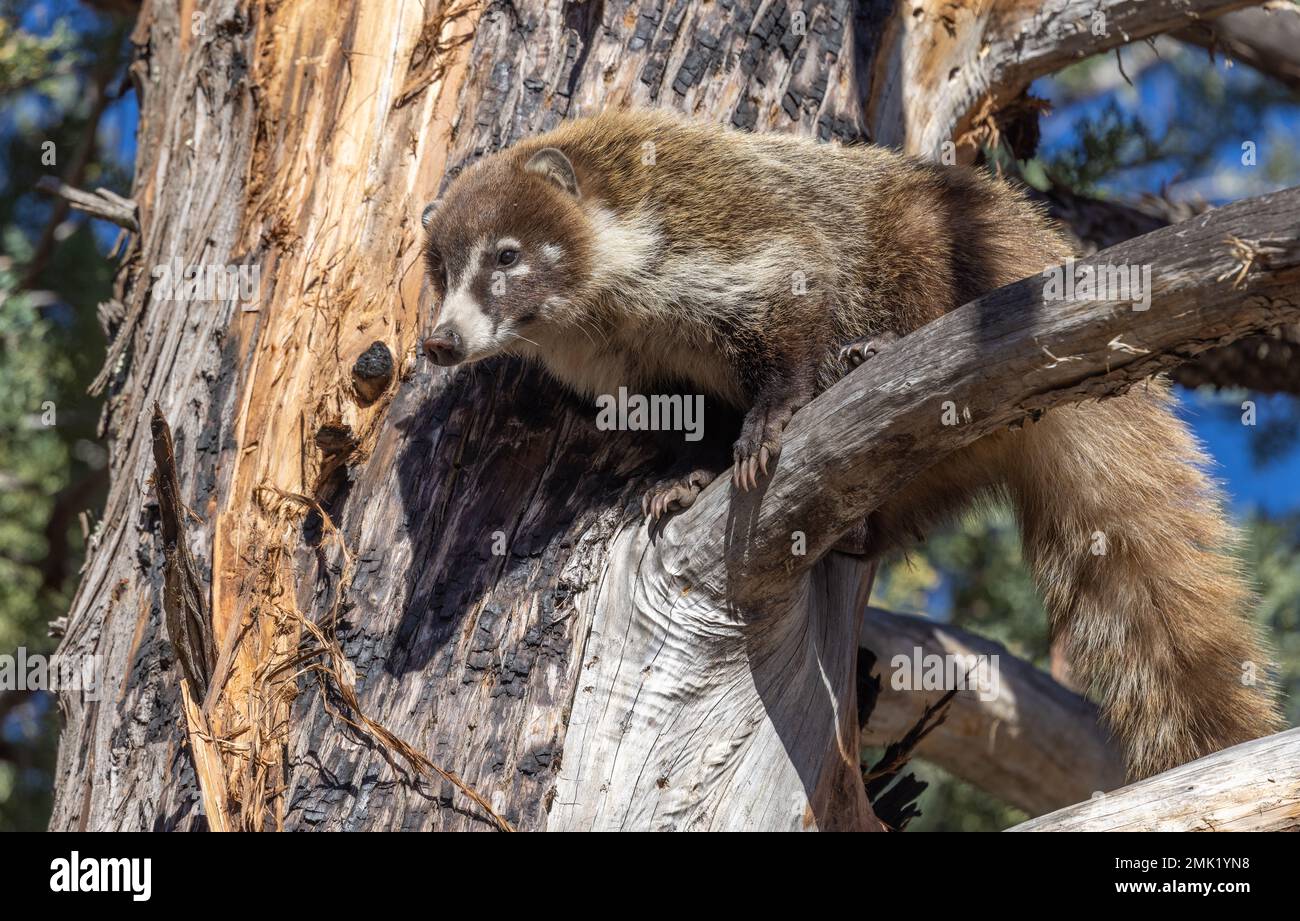 Coatimundi arizona hi-res stock photography and images - Alamy