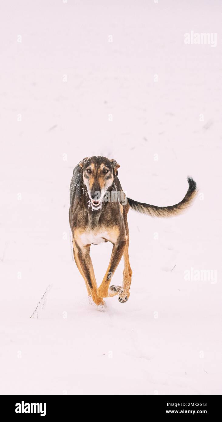 Hunting Sighthound Hortaya Borzaya Dog During Hare-hunting At Winter ...