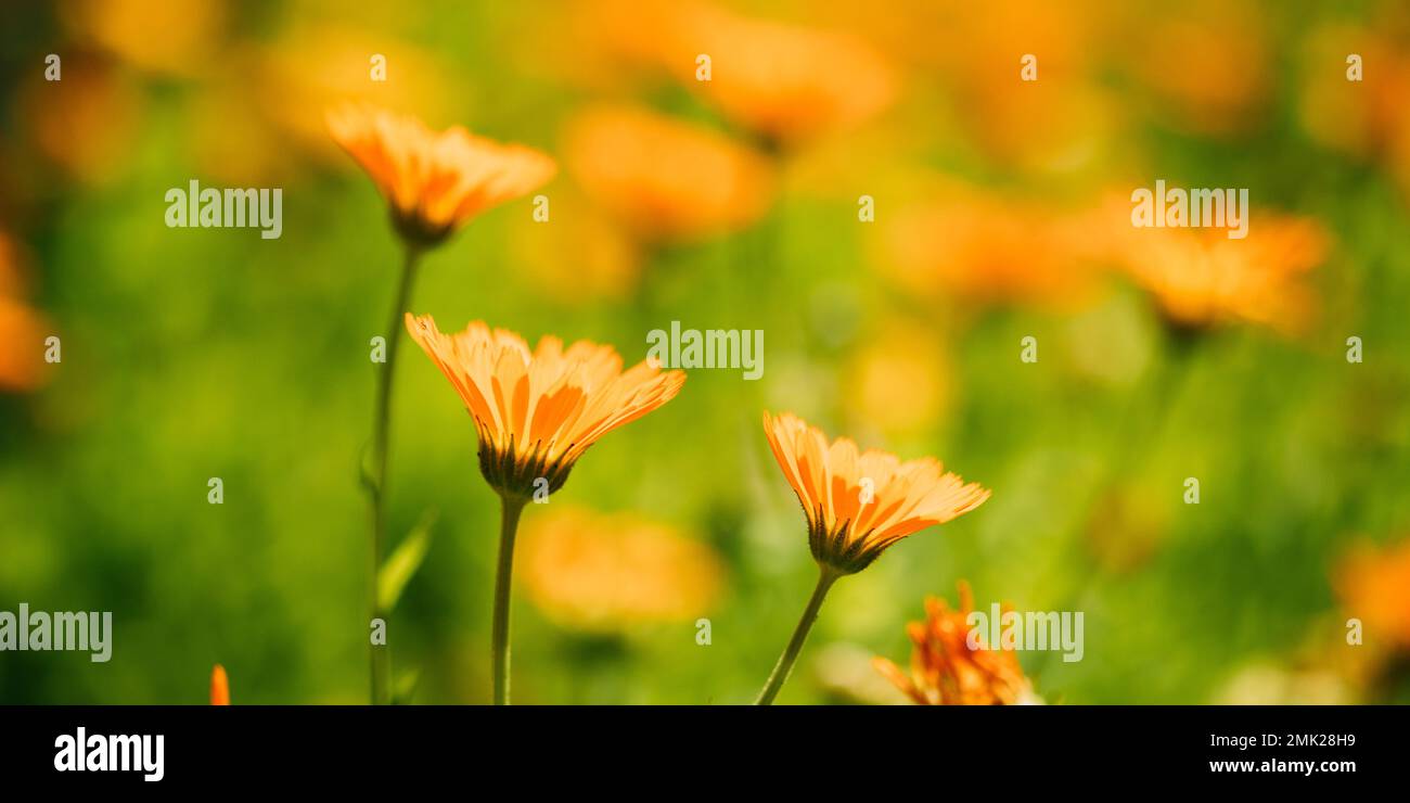 Beautiful Summer Flowers In Soft Sunlight Sunbeam Flare. Orange Flower ...