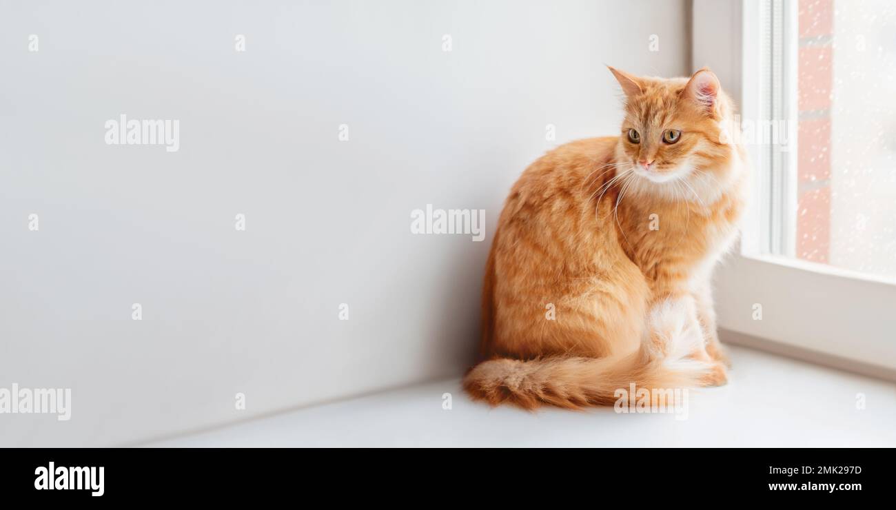 Curious ginger cat is siting on window sill and waiting for something ...