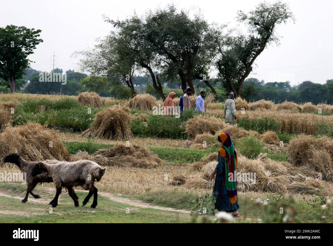 Pakistani farmers harvest and collect their crop in suburbs of ...