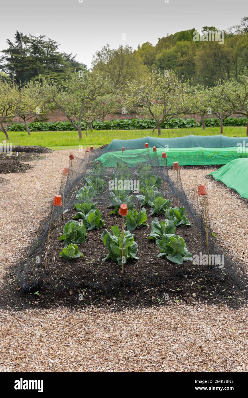 Vegetable garden netting hi-res stock photography and images - Alamy