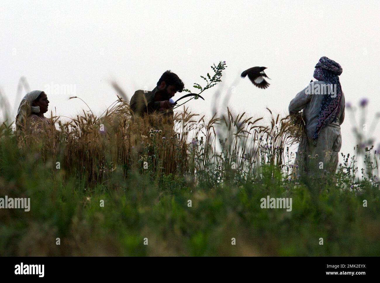 Pakistani farmers harvest their crop in suburbs of Islamabad, Pakistan ...