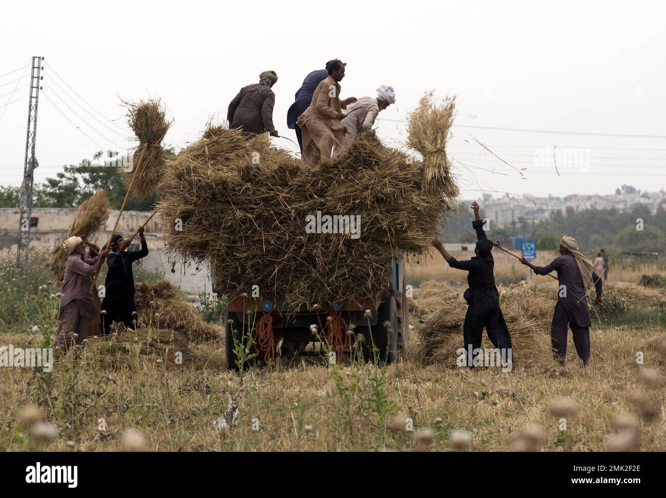 Pakistani farmers load their crop on a truck in suburbs of Islamabad ...