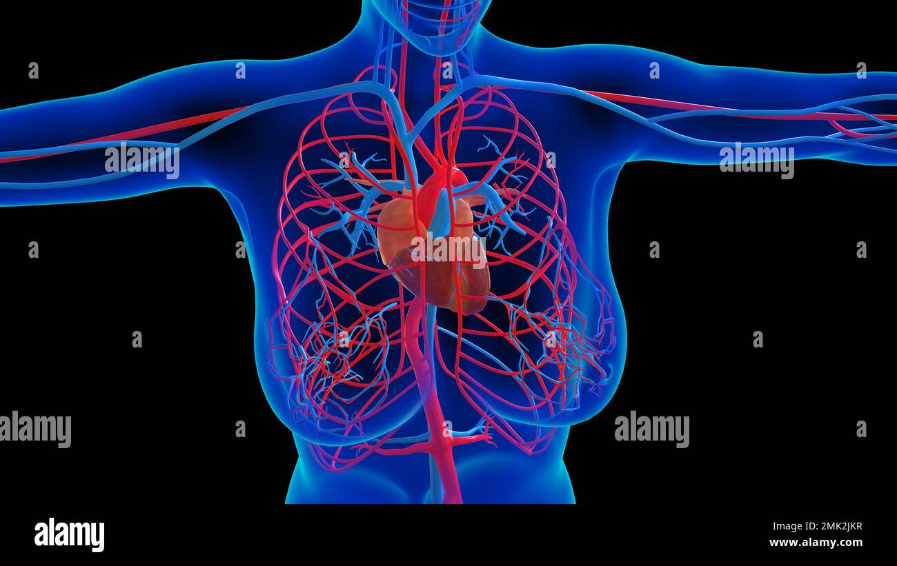 Medical illustration female circulatory heart hi-res stock photography ...