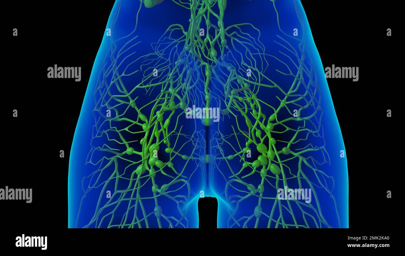 Human lymph nodes anatomy for medical concept 3D illustration Stock ...