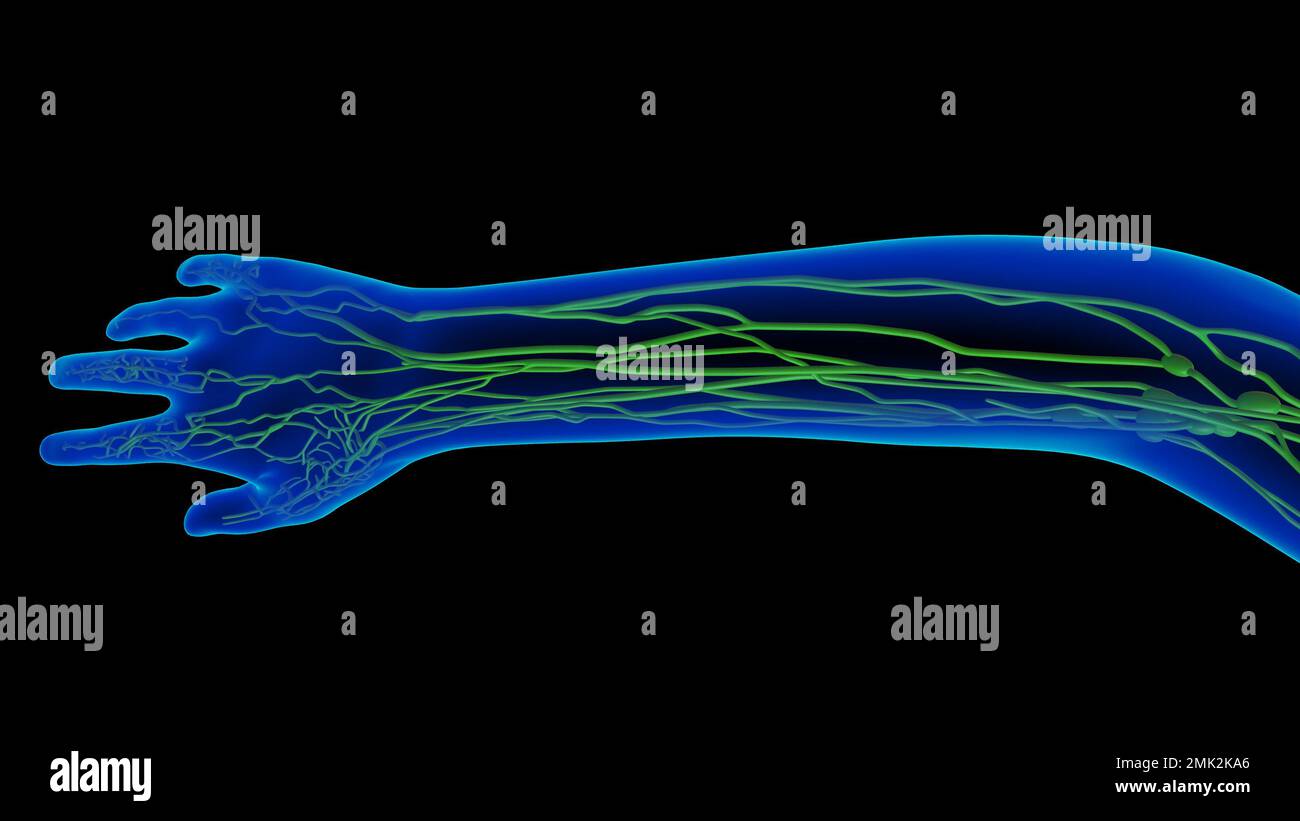 Human lymph nodes anatomy for medical concept 3D illustration Stock ...