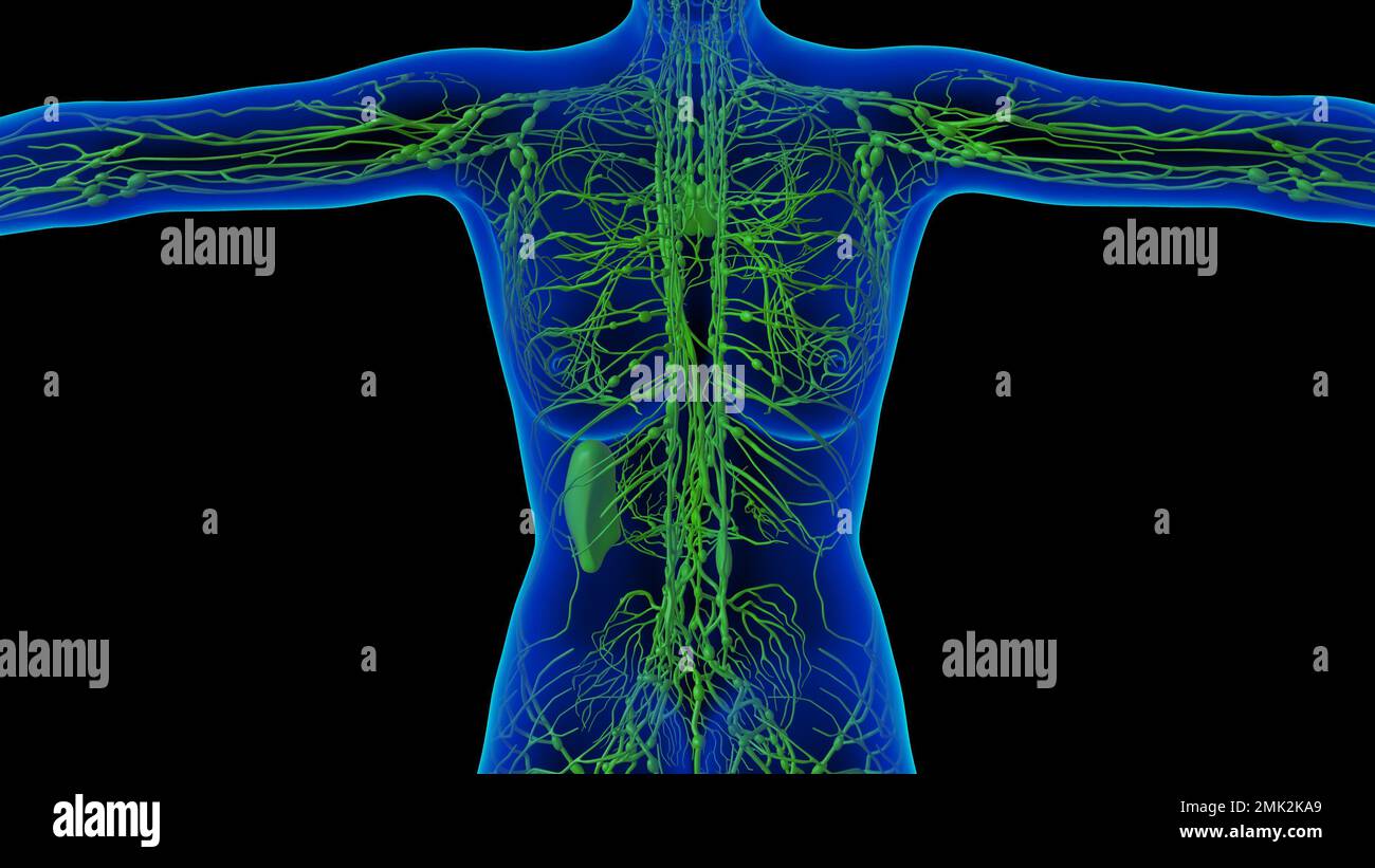 Human lymph nodes anatomy for medical concept 3D illustration Stock ...
