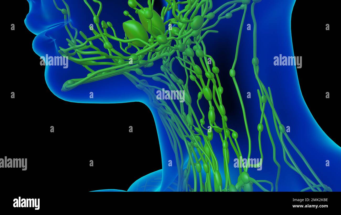 Human lymph nodes anatomy for medical concept 3D illustration Stock ...