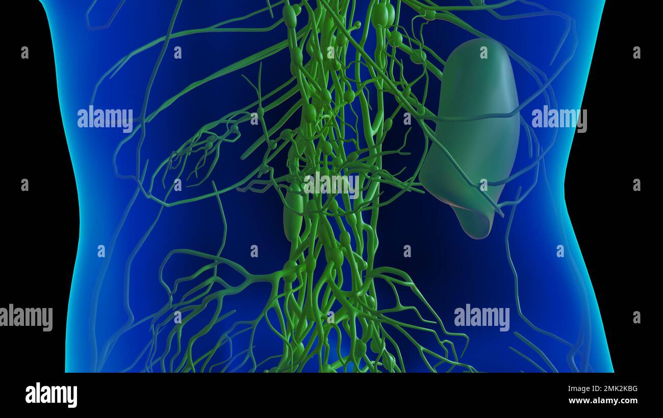 Human lymph nodes anatomy for medical concept 3D illustration Stock ...