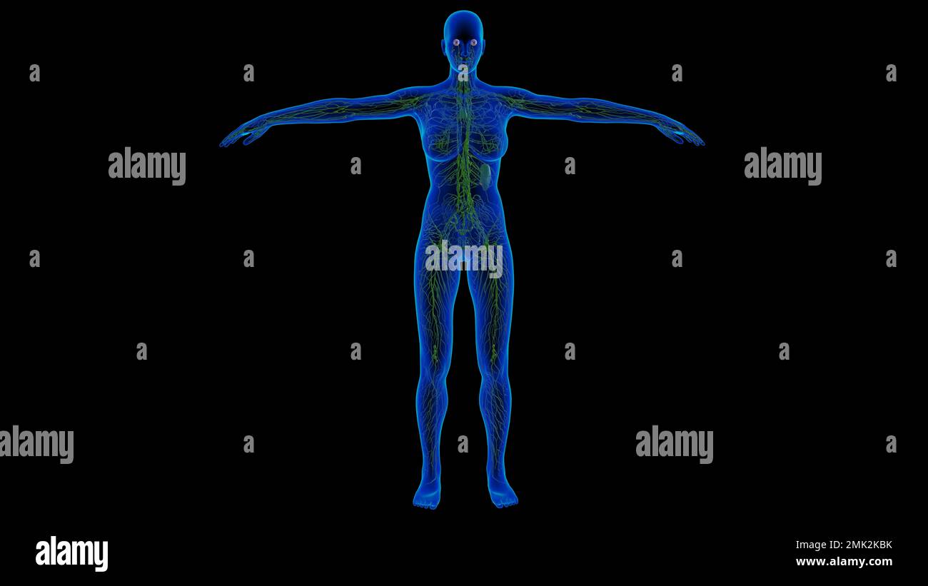 Human lymph nodes anatomy for medical concept 3D illustration Stock ...