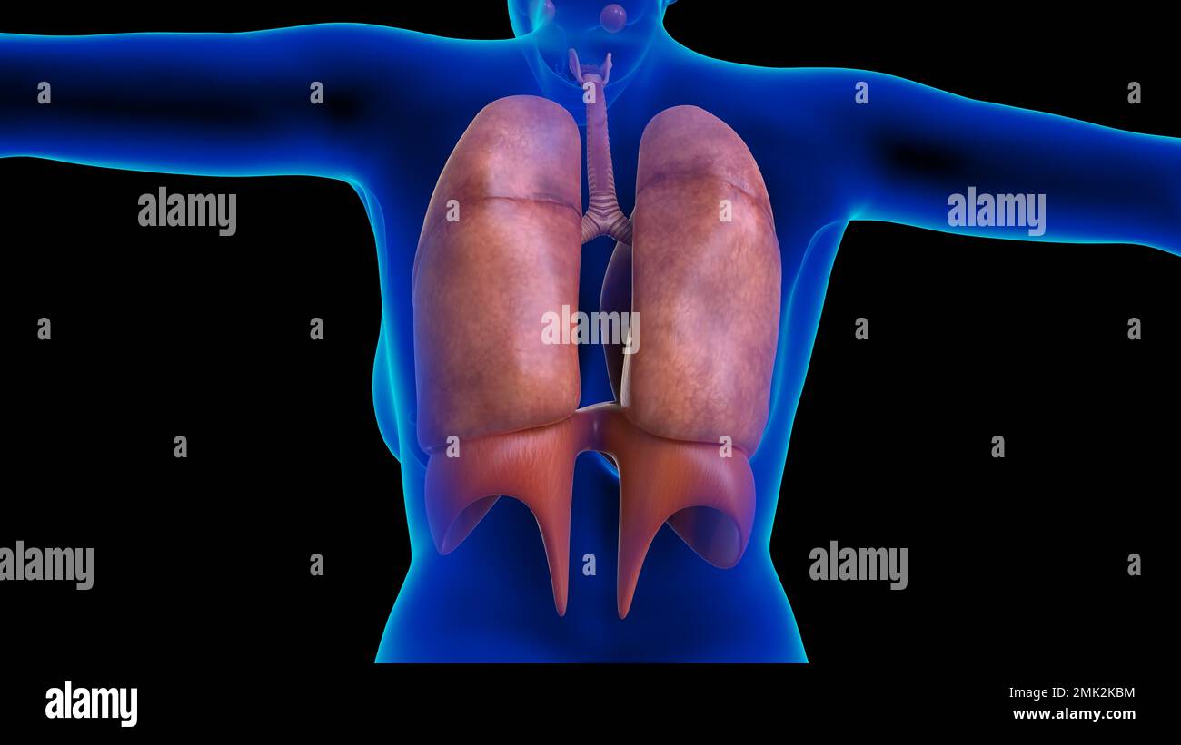 Female lungs and diaphragm anatomy for medical concept 3D illustration ...
