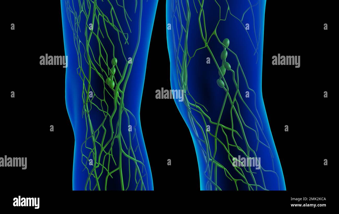 Human lymph nodes anatomy for medical concept 3D illustration Stock ...