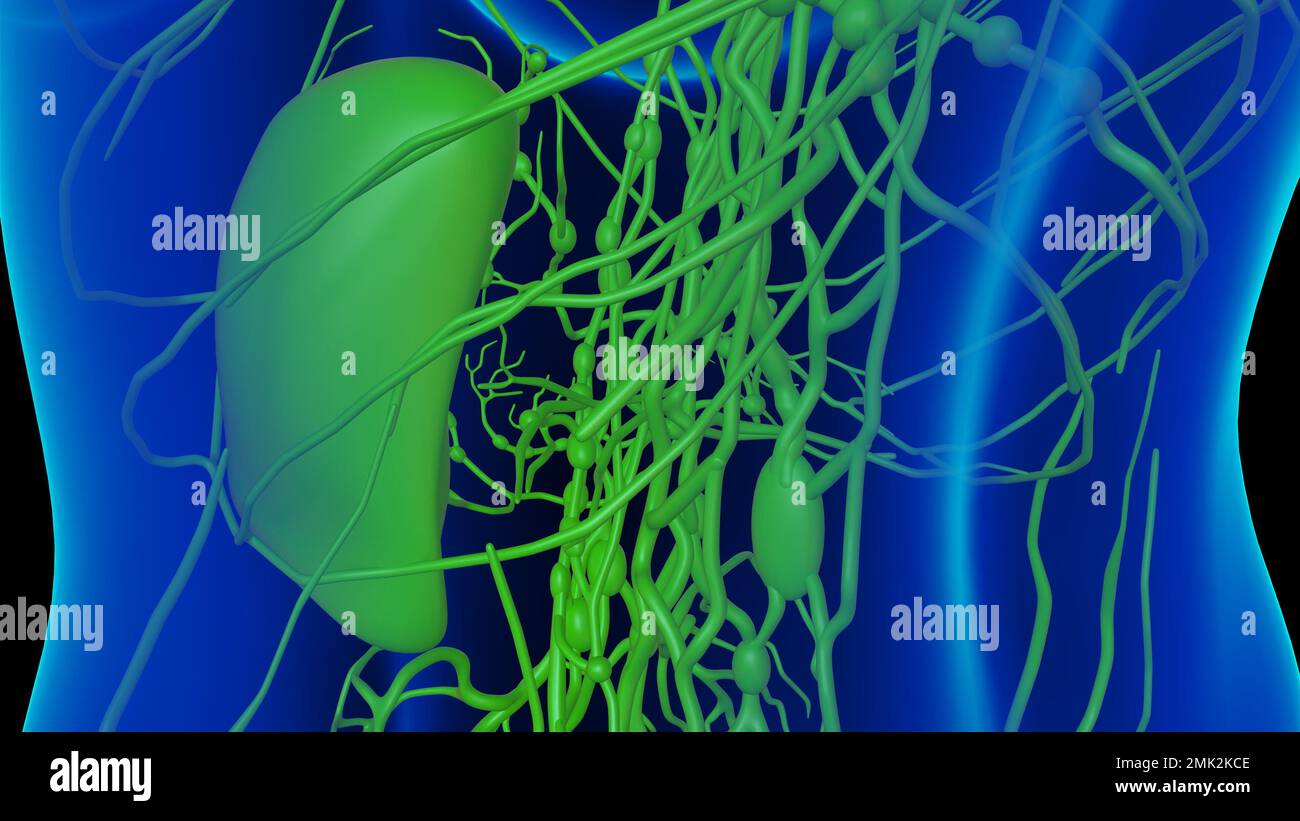 Human lymph nodes anatomy for medical concept 3D illustration Stock ...