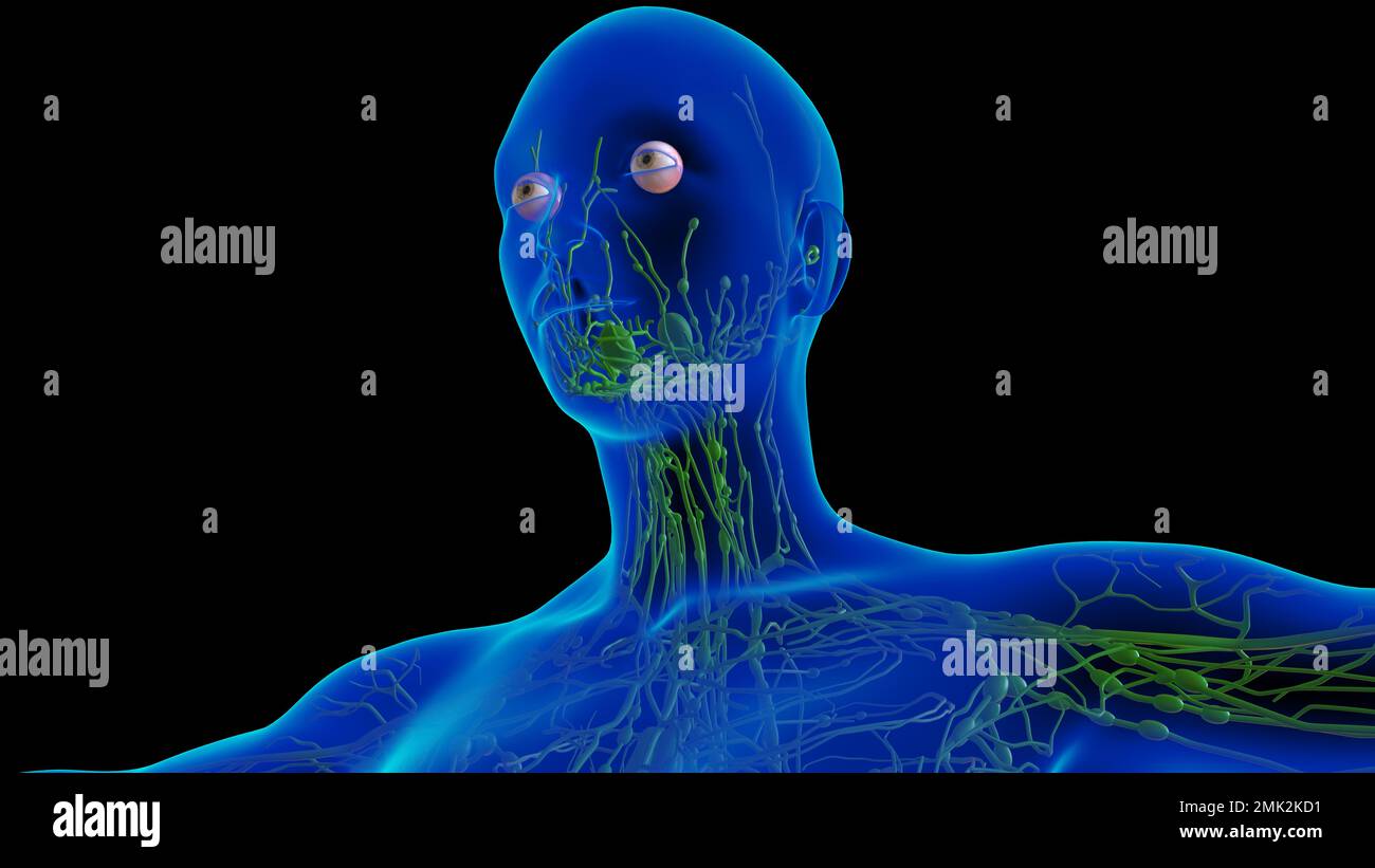 Human lymph nodes anatomy for medical concept 3D illustration Stock ...