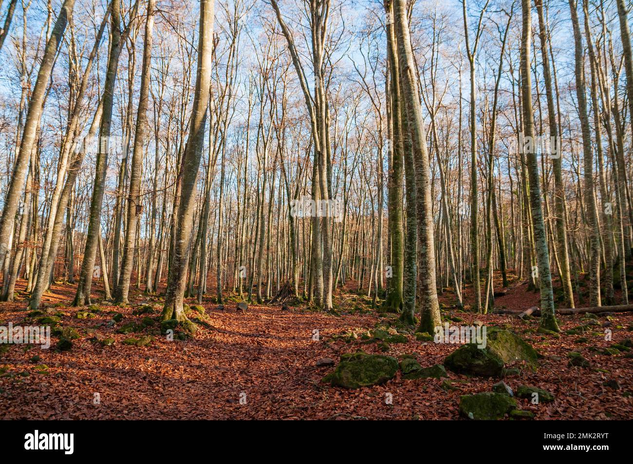 common beech forest, Fagus sylvatica. Fageda d'en Jordà, Olot ...