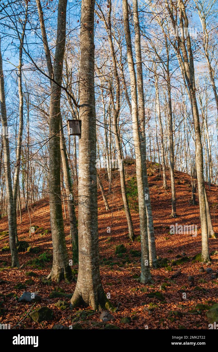common beech forest, Fagus sylvatica. Fageda d'en Jordà, Olot ...
