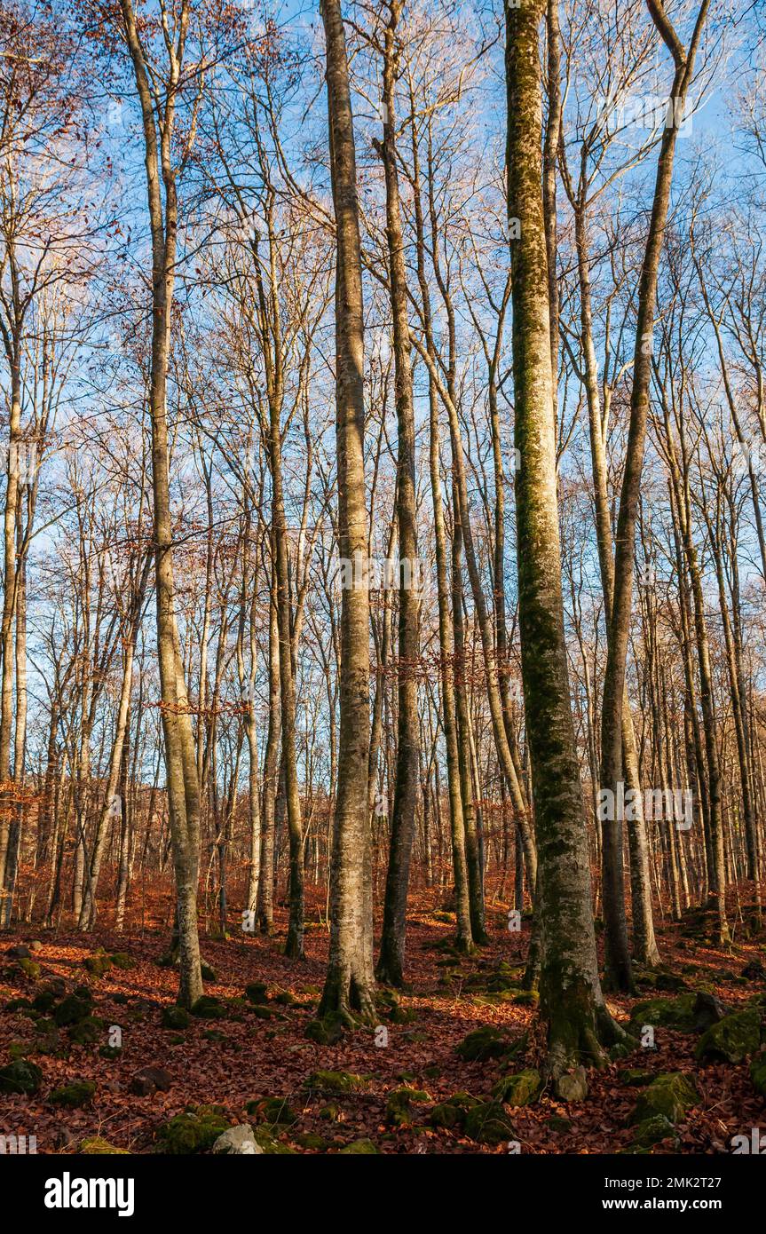 common beech forest, Fagus sylvatica. Fageda d'en Jordà, Olot ...