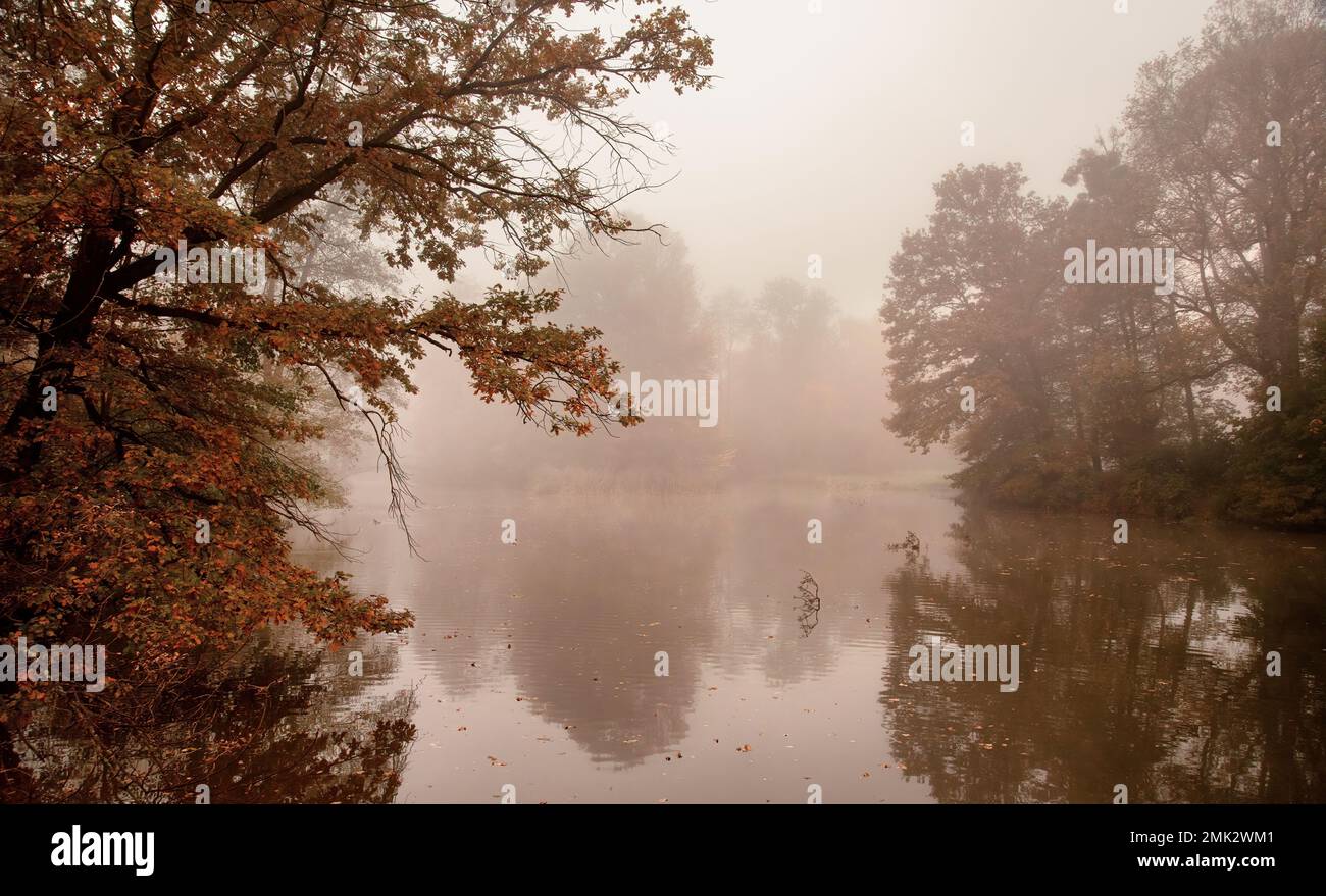 Autumn trees with fog Stock Photo - Alamy