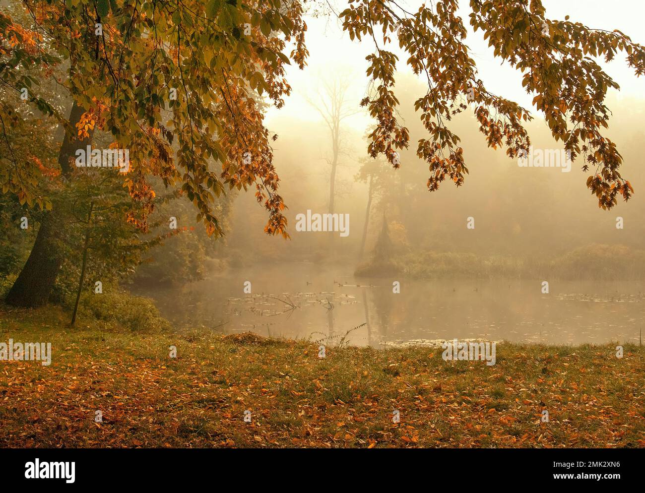 Autumn trees with fog Stock Photo - Alamy