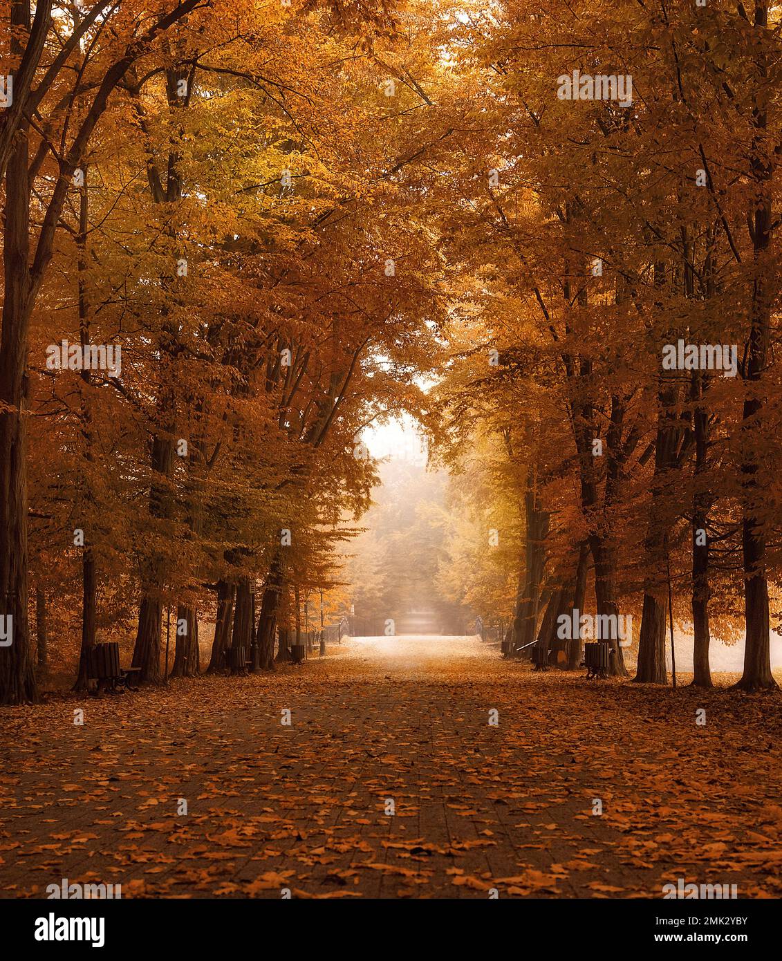 Autumn alley trees Stock Photo - Alamy