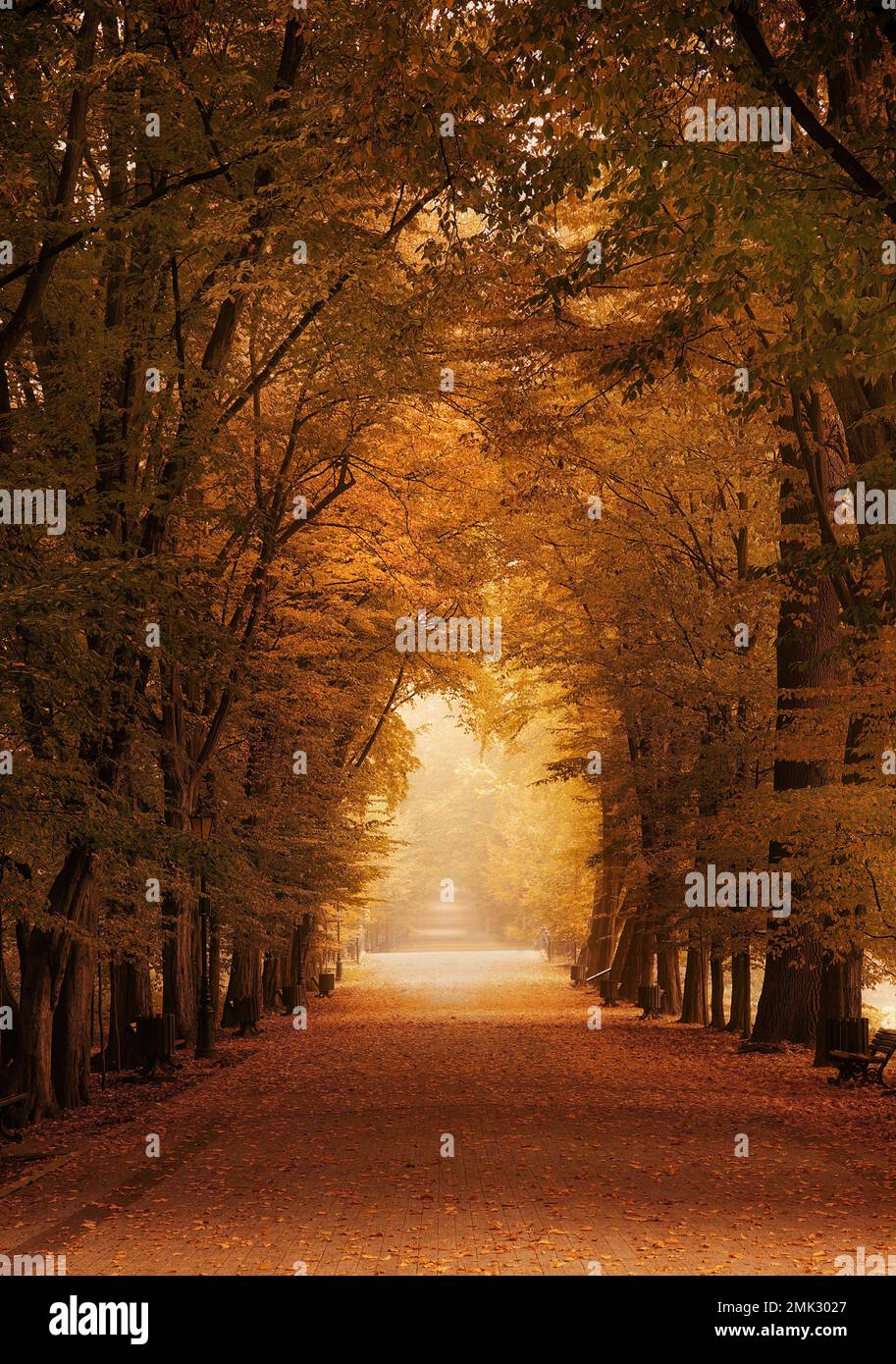 Autumn alley trees Stock Photo - Alamy