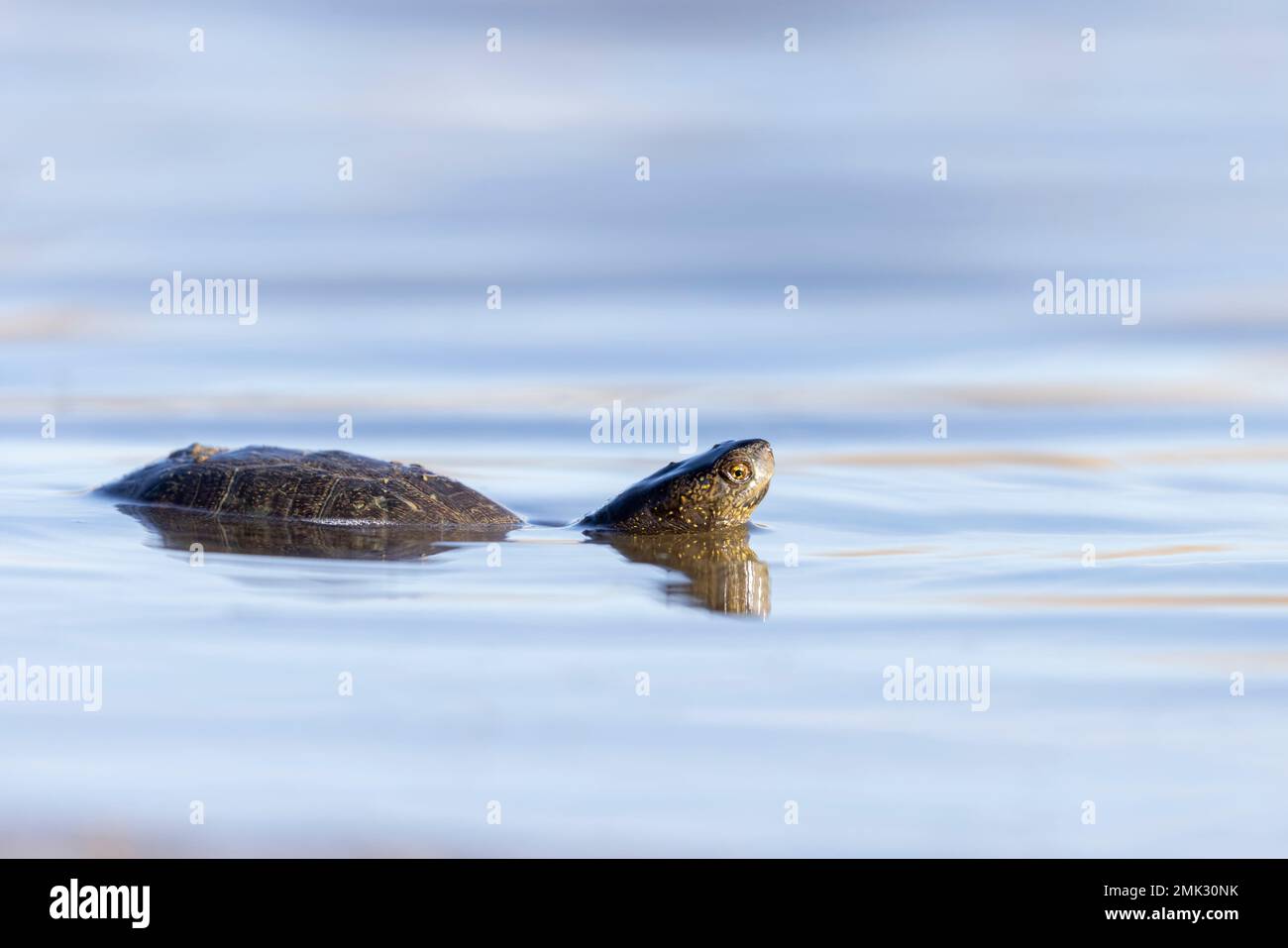 The European pond turtle , European pond terrapin, European pond ...