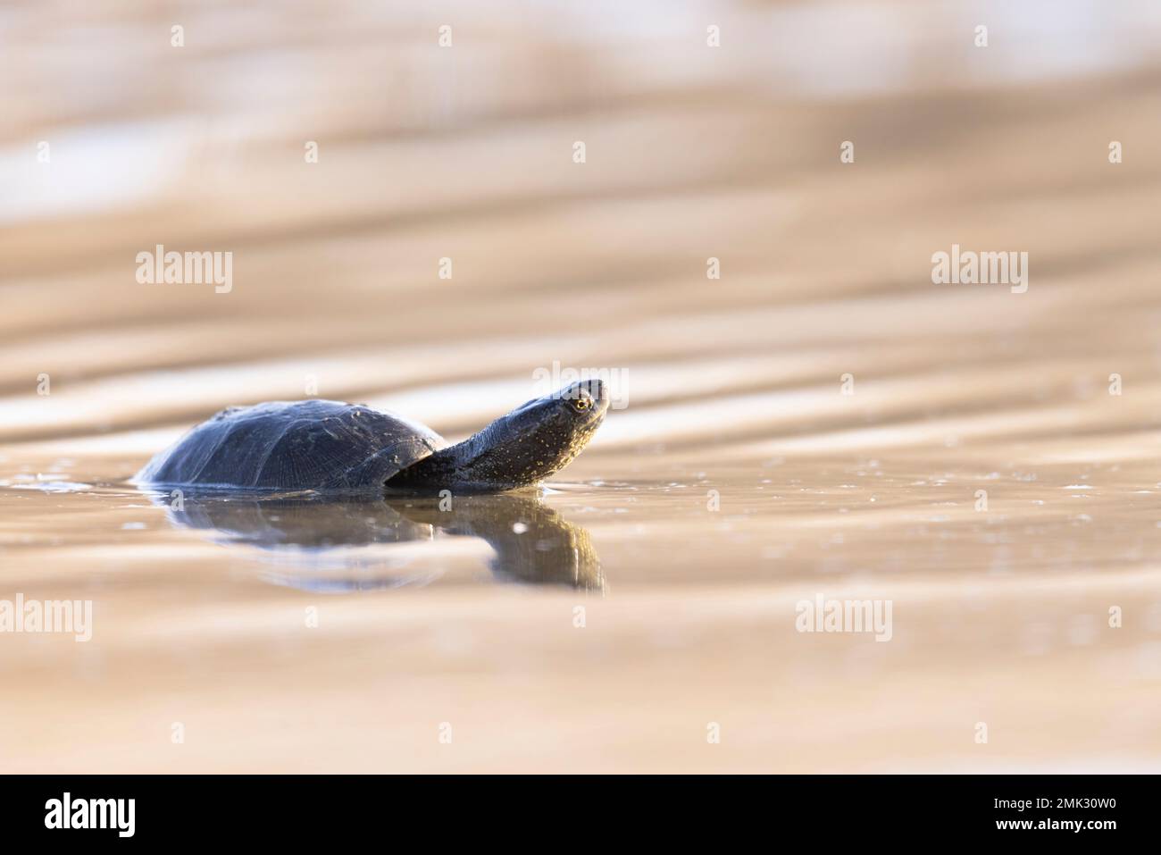 The European pond turtle , European pond terrapin, European pond ...