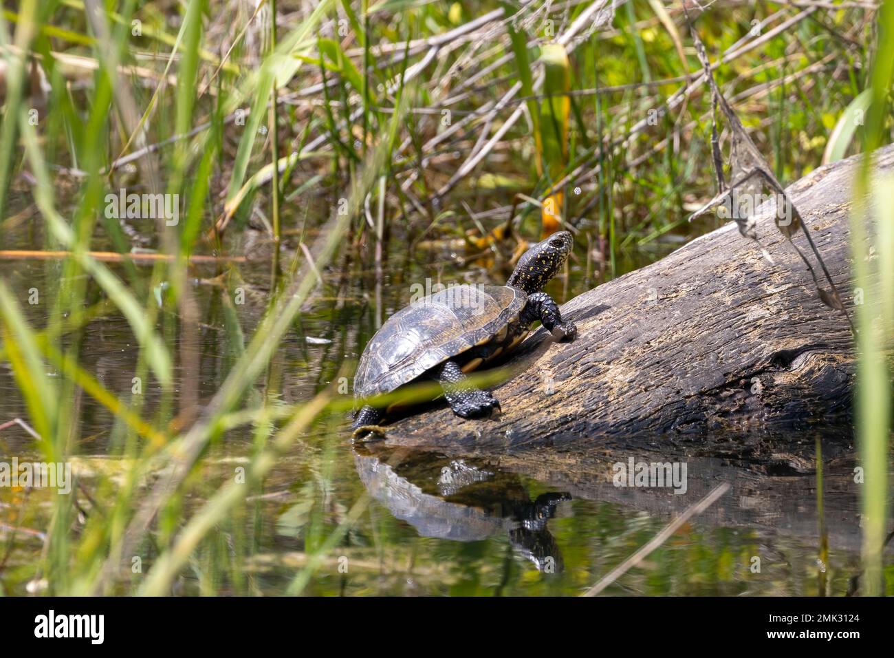 The European pond turtle , European pond terrapin, European pond ...