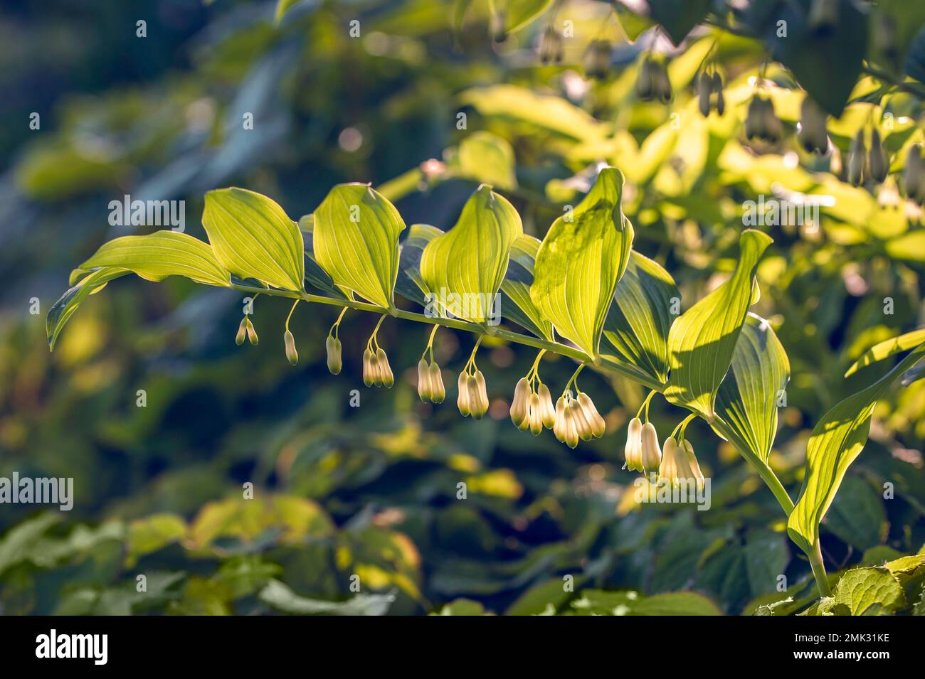 Polygonatum multiflorum, the Solomon's seal, David's harp, ladder-to ...