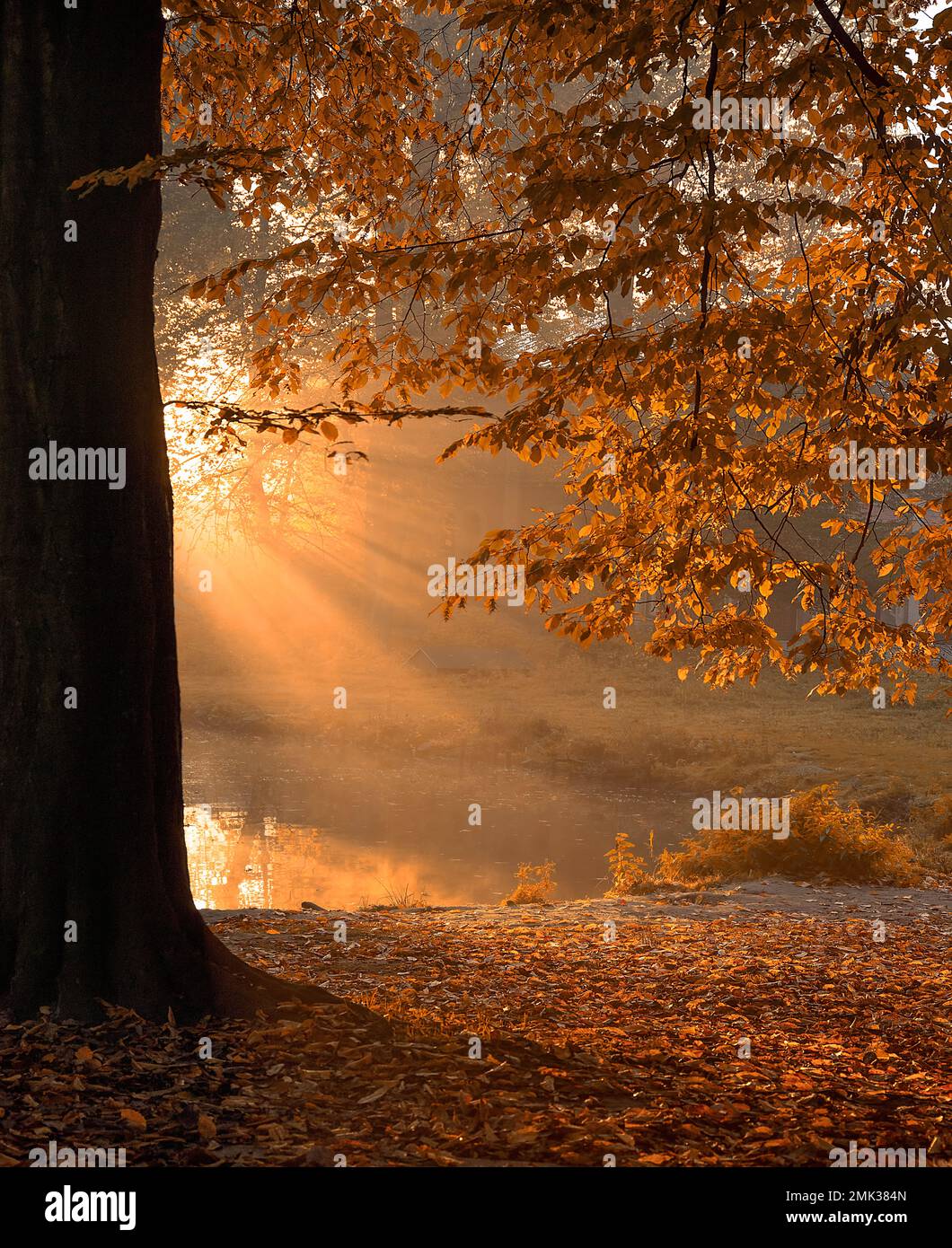 Sunbeams through trees hi-res stock photography and images - Alamy
