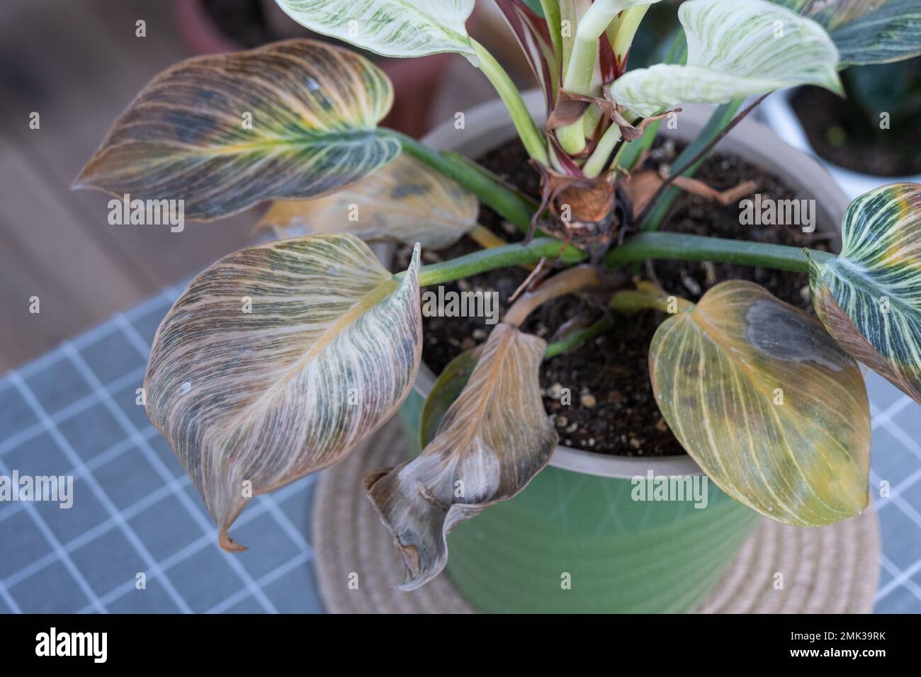 Problems in cultivation of domestic plants Philodendron Birkin - leaves affected by spider mite ...
