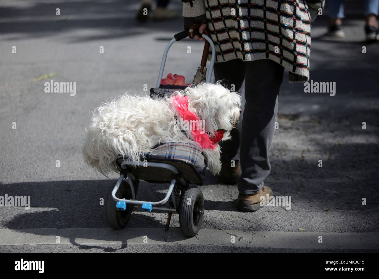 A dog wearing a red carnation is carried on a trolley by a demonstrator ...