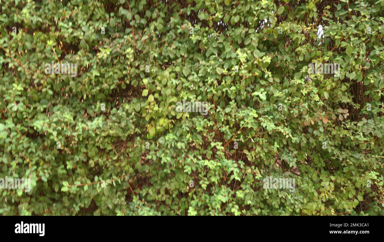 backdrop horizontal of green leaves Stock Photo - Alamy