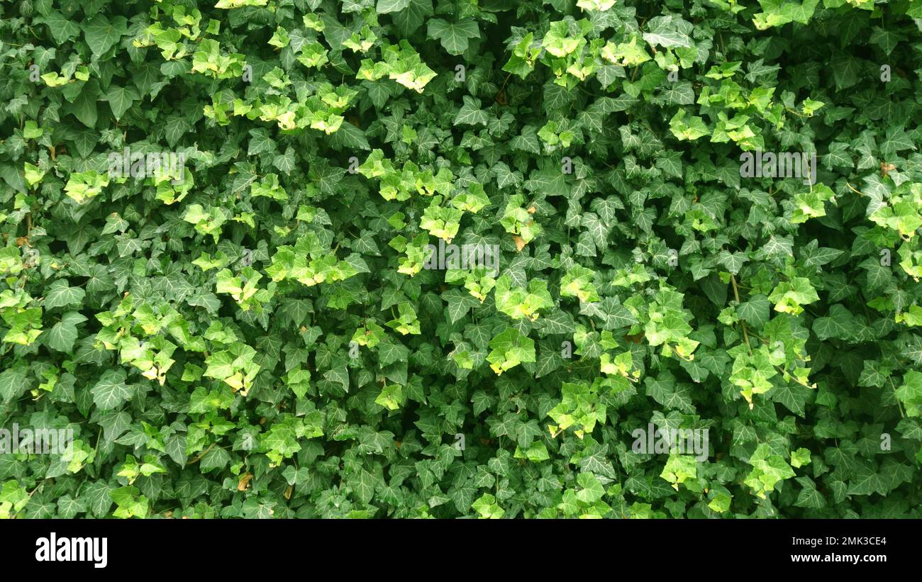 Backdrop horizontal hi-res stock photography and images - Alamy
