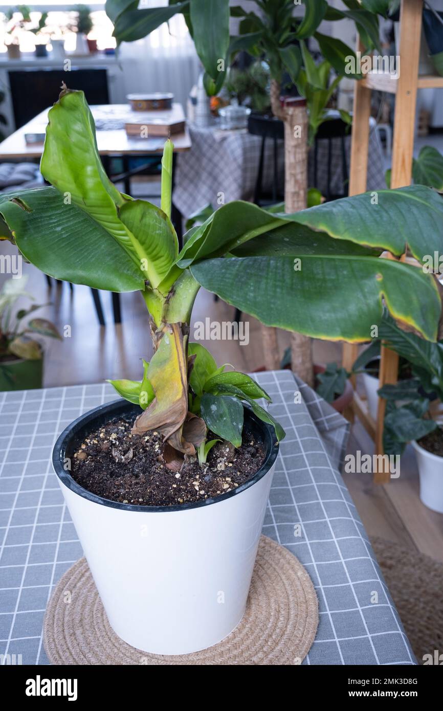 Problems in cultivation of domestic plants Problems in cultivation of ...