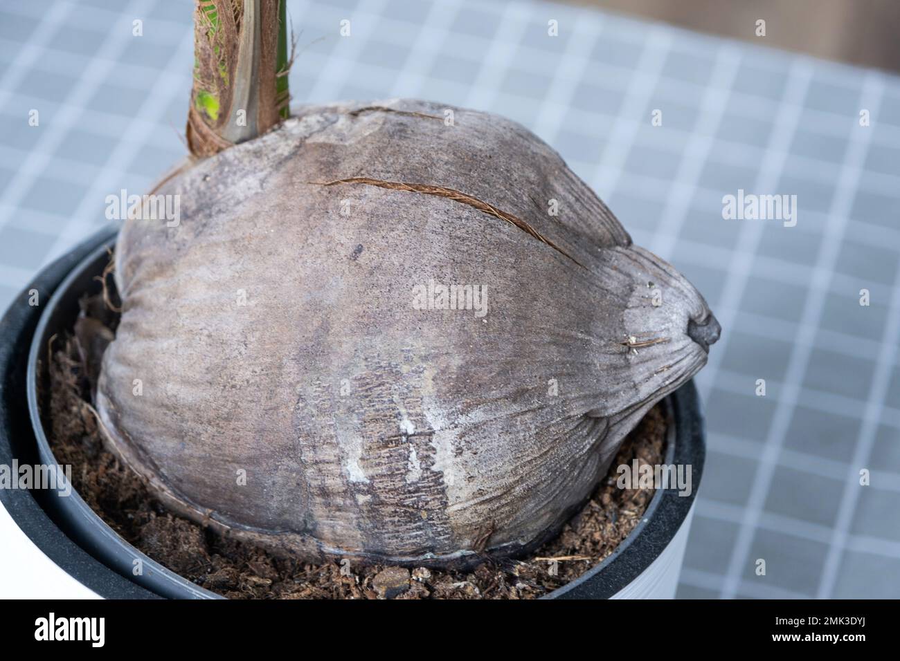 Sprouted coconut for growing at home close-up. Coconut palm in a pot at ...