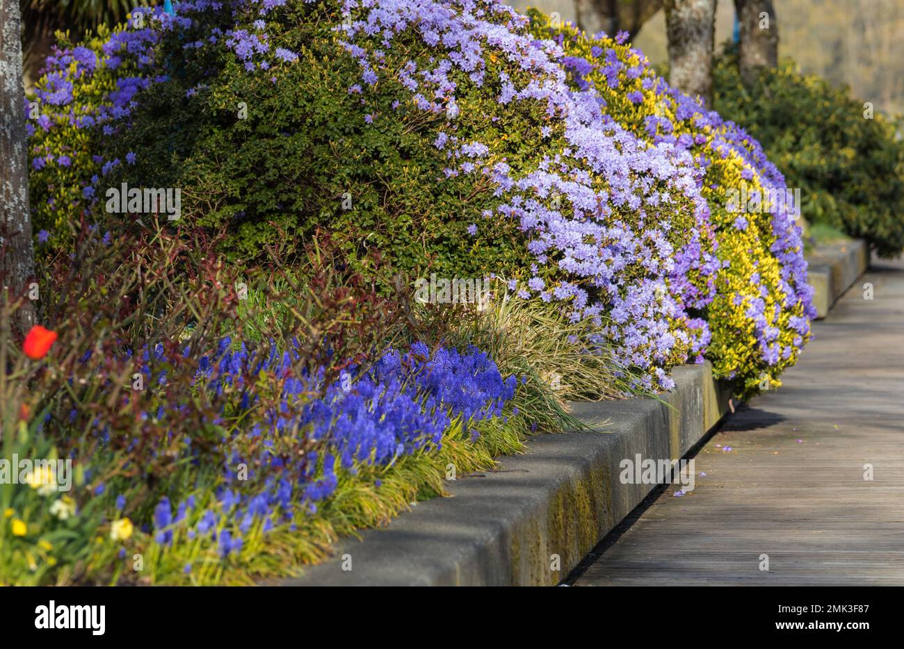 Spring scene in the green garden blossom tree springtime fresh Stock ...