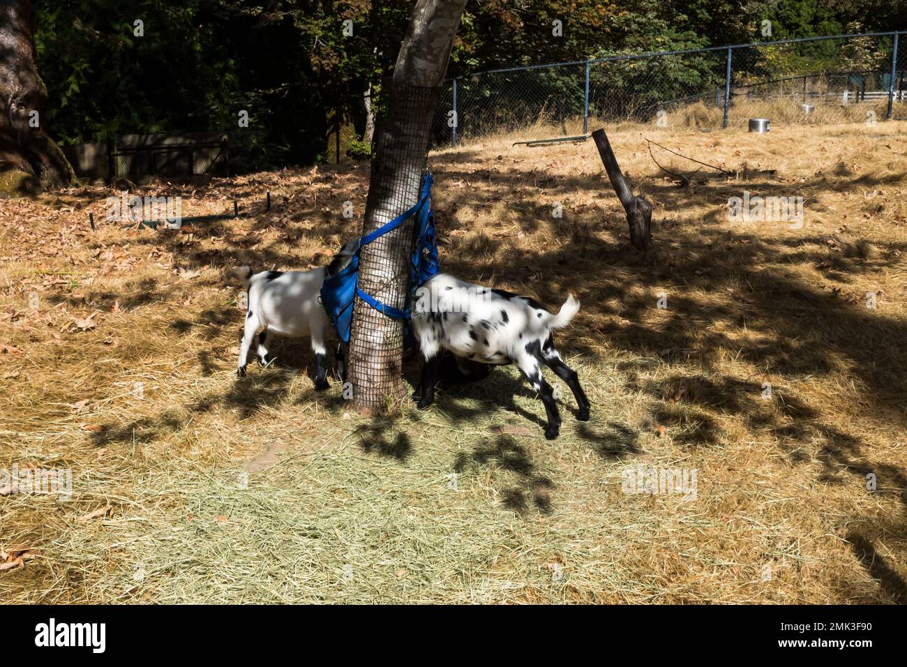 Seattle, USA. 24th Sep, 2022. Two hungry goats eating at the zoo Stock ...