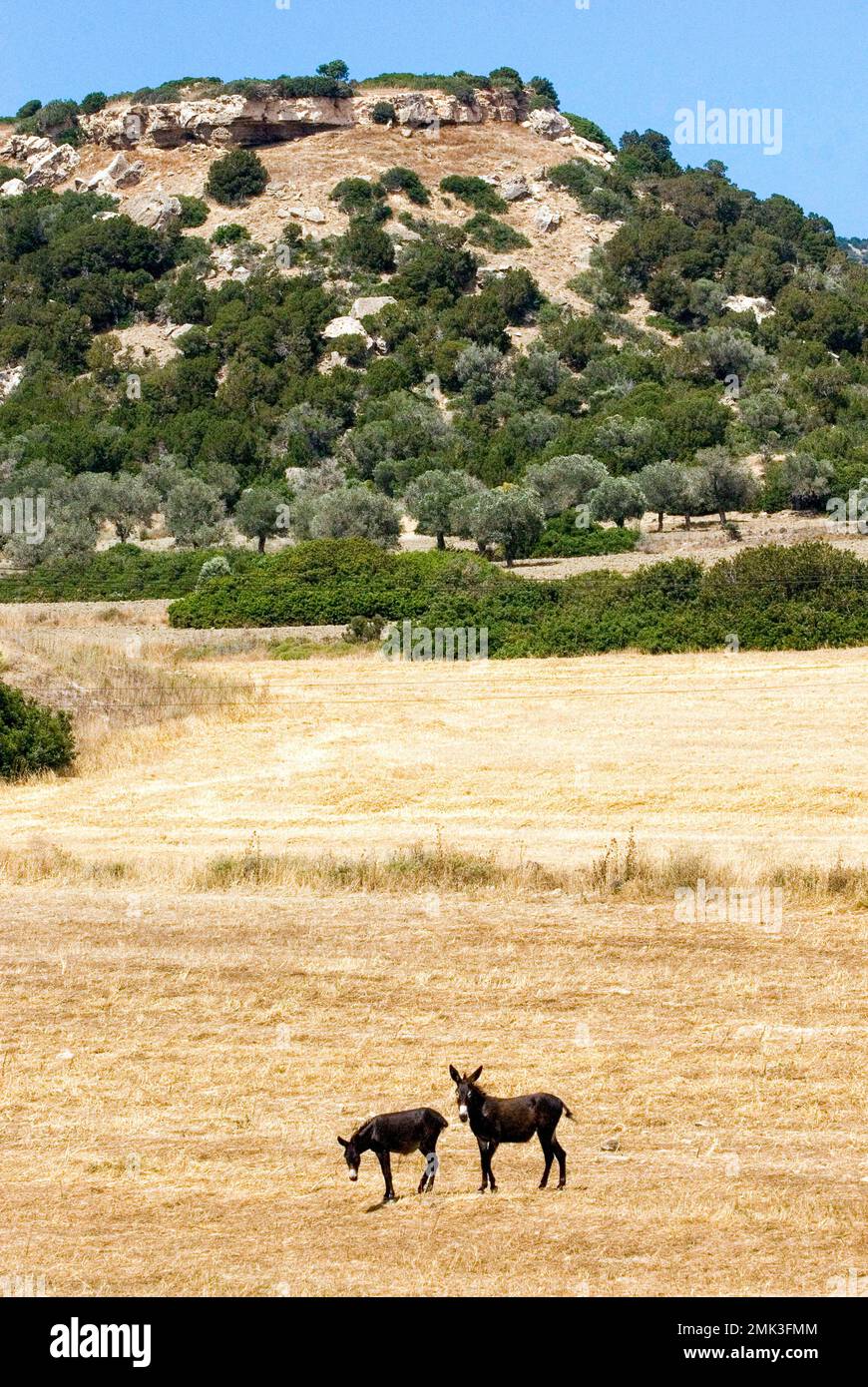Wild donkeys on the Karpaz Peninsula in Cyprus.Feld Stock Photo - Alamy