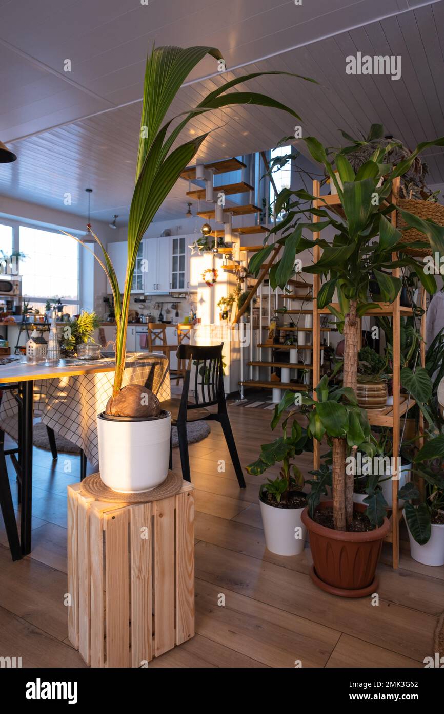 Coconut palm in a pot at home in interior. Green house, care and ...