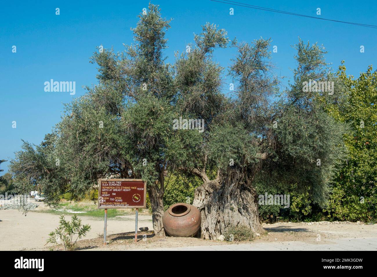 700 year old olive tree in Polis Chrysochou Stock Photo - Alamy