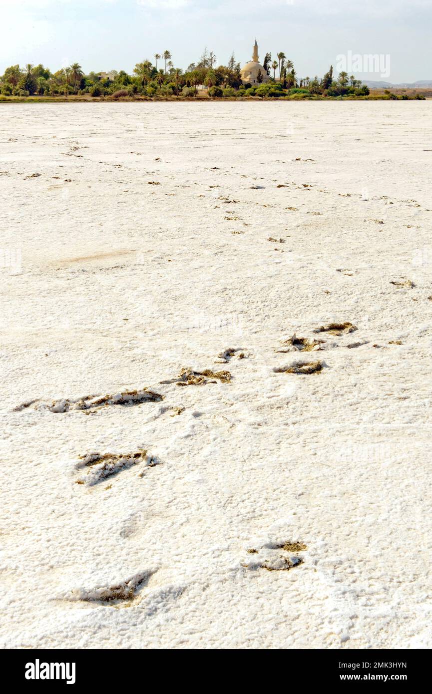 In summer, the Larnaka Salt Lake dries up and is covered by a ...